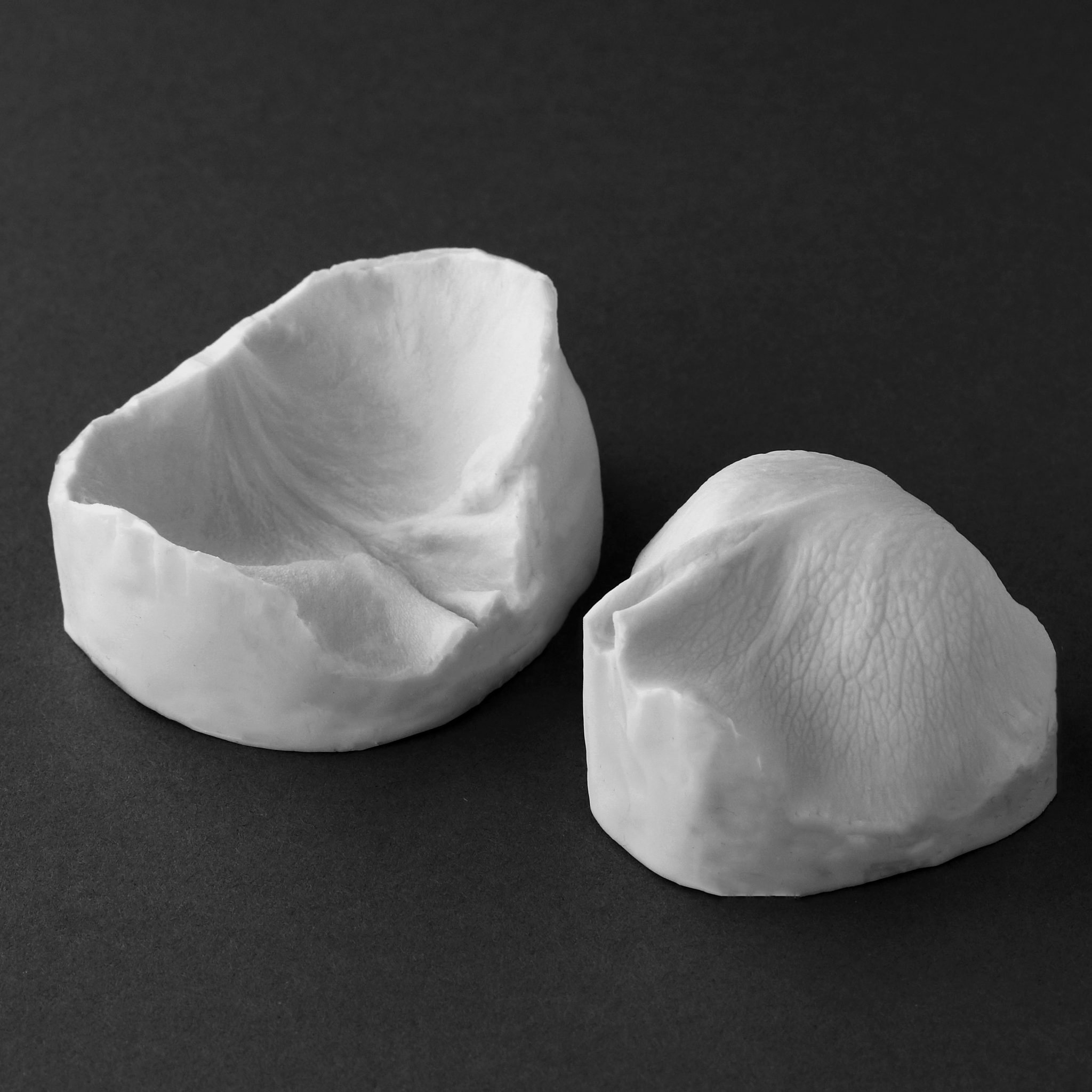 Rose (Avalanche) Botanically Correct Guard Petal Veiner By Robert ...